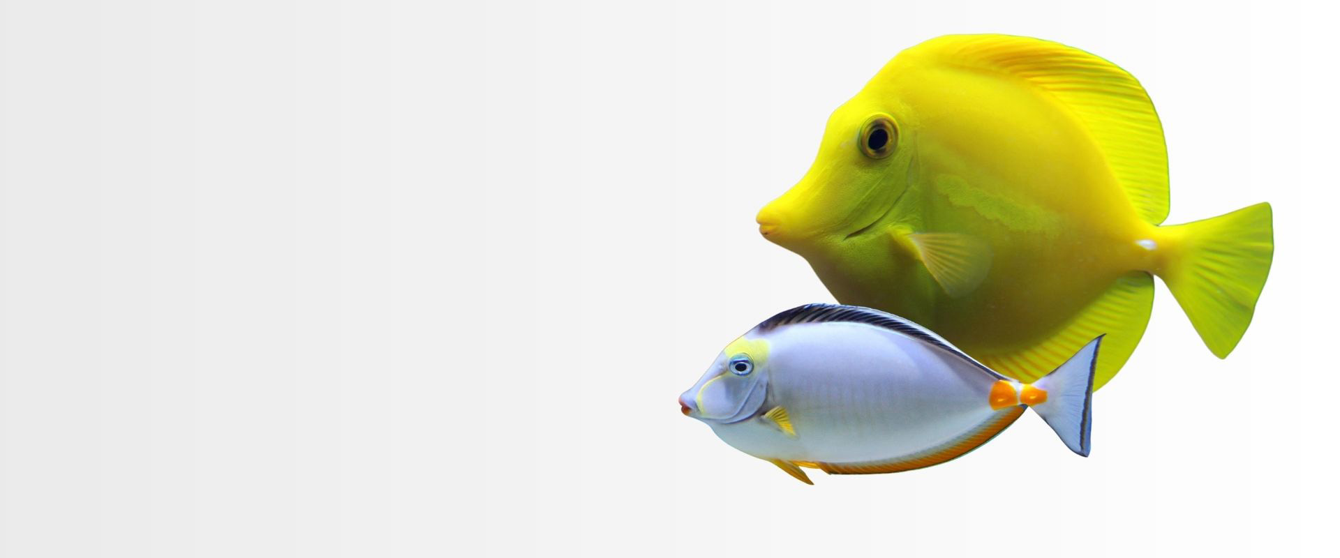 Diventare subacqueo: da dove iniziare? | Battesimo del Mare in Toscana