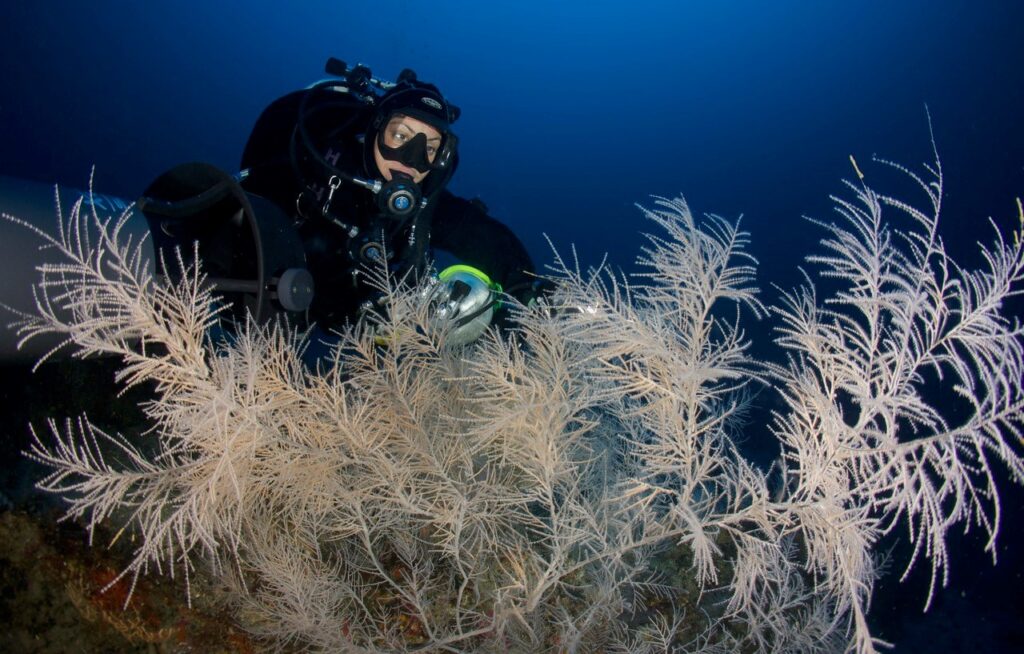 Corallo nero: che cos'è, dove si trova e come riconoscerlo