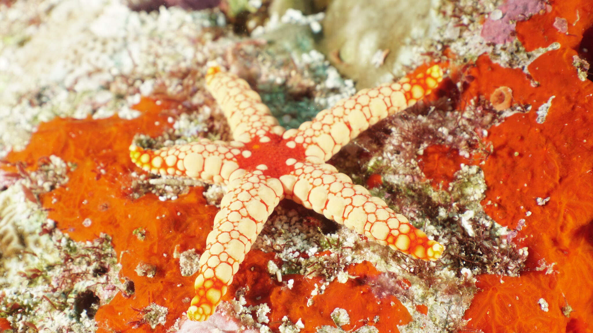 Stella marina: tutto quello che (forse) non sai su questo animale